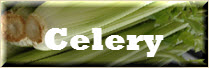 Celery.beveled.named – Wisconsin Vegetable Production