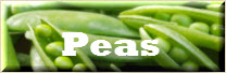 peas.beveled.named – Wisconsin Vegetable Production